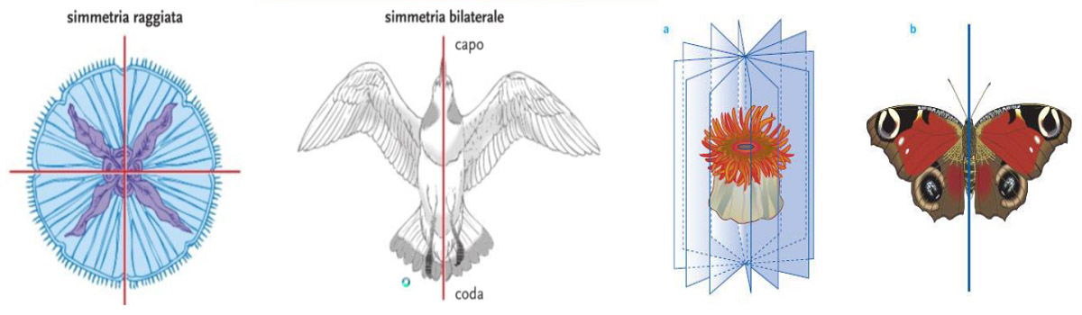 IL REGNO ANIMALE | Il Mondo degli Animali
