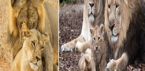 L’EVOLUZIONE DEI MAMMIFERI | Il Mondo degli Animali