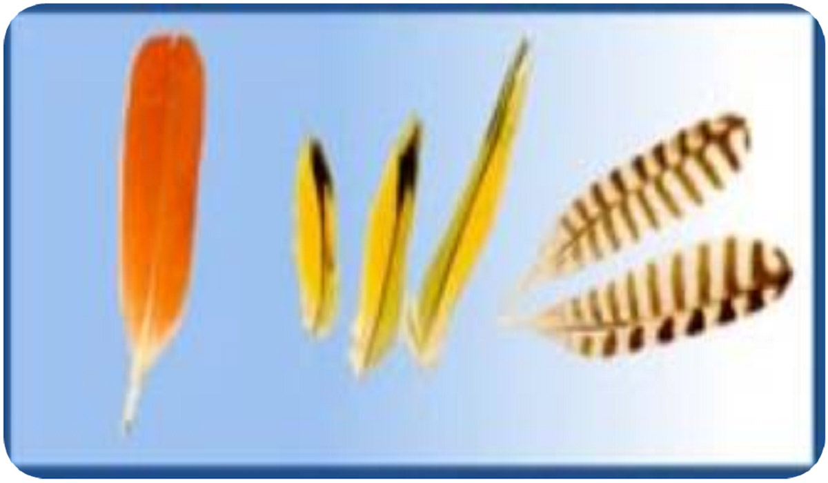 L’ADATTAMENTO AL VOLO DEGLI UCCELLI | Il Mondo degli Animali