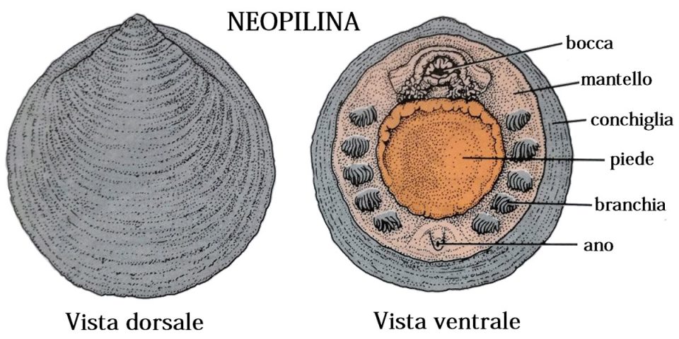 LE CLASSI DEI MOLLUSCHI | Il Mondo degli Animali