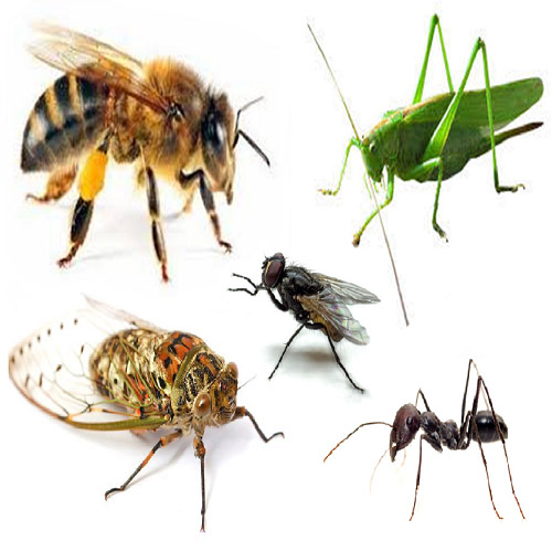 LA MORFOLOGIA DEL CORPO DEGLI INSETTI | Il Mondo degli Animali