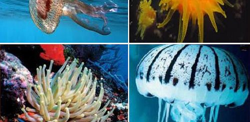 IL SIGNIFICATO DI CELENTERATO | Il Mondo degli Animali