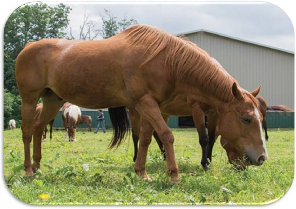 LE CARATTERISTICHE DEL CAVALLO | Il Mondo degli Animali