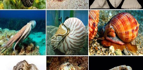 LE CLASSI DEI MOLLUSCHI | Il Mondo degli Animali