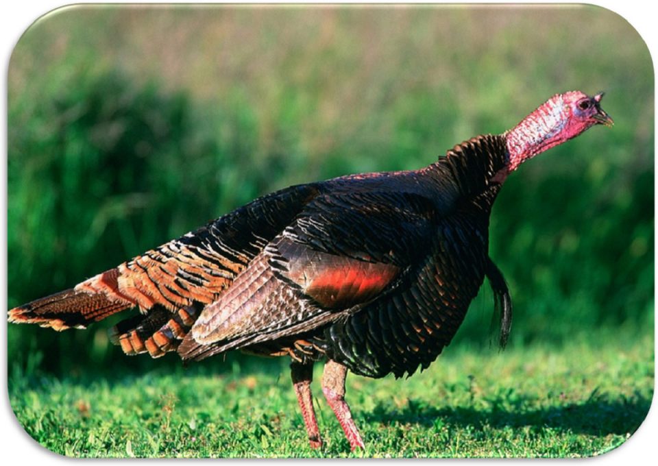 IL TACCHINO SELVATICO | Il Mondo degli Animali