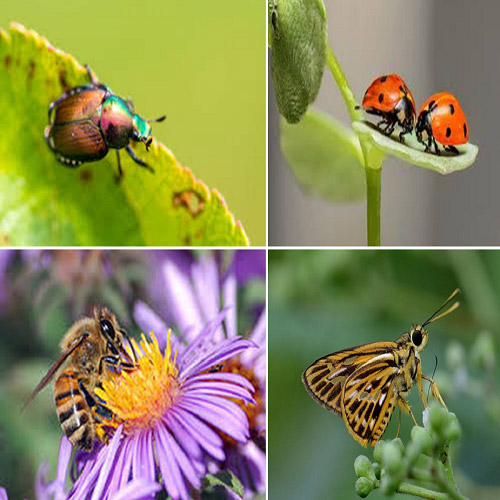 L’UTILITÀ E IL COMPORTAMENTO DEGLI INSETTI | Il Mondo degli Animali