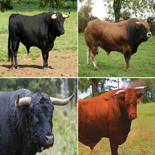 IL TORO | Il Mondo degli Animali