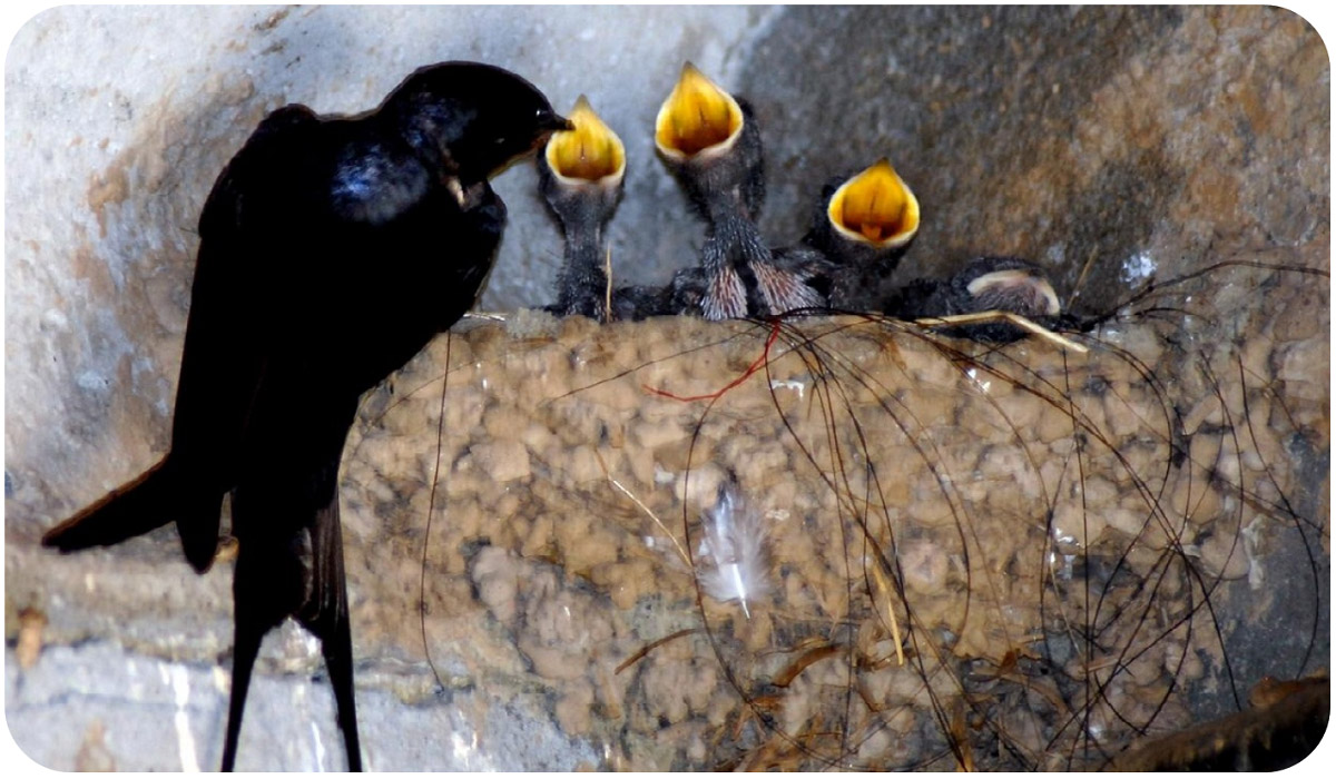 IL CORTEGGIAMENTO NEL MONDO ANIMALE | Il Mondo degli Animali