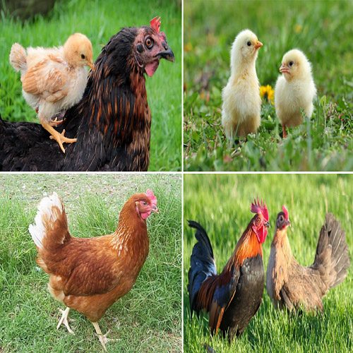 LA GALLINA | Il Mondo degli Animali