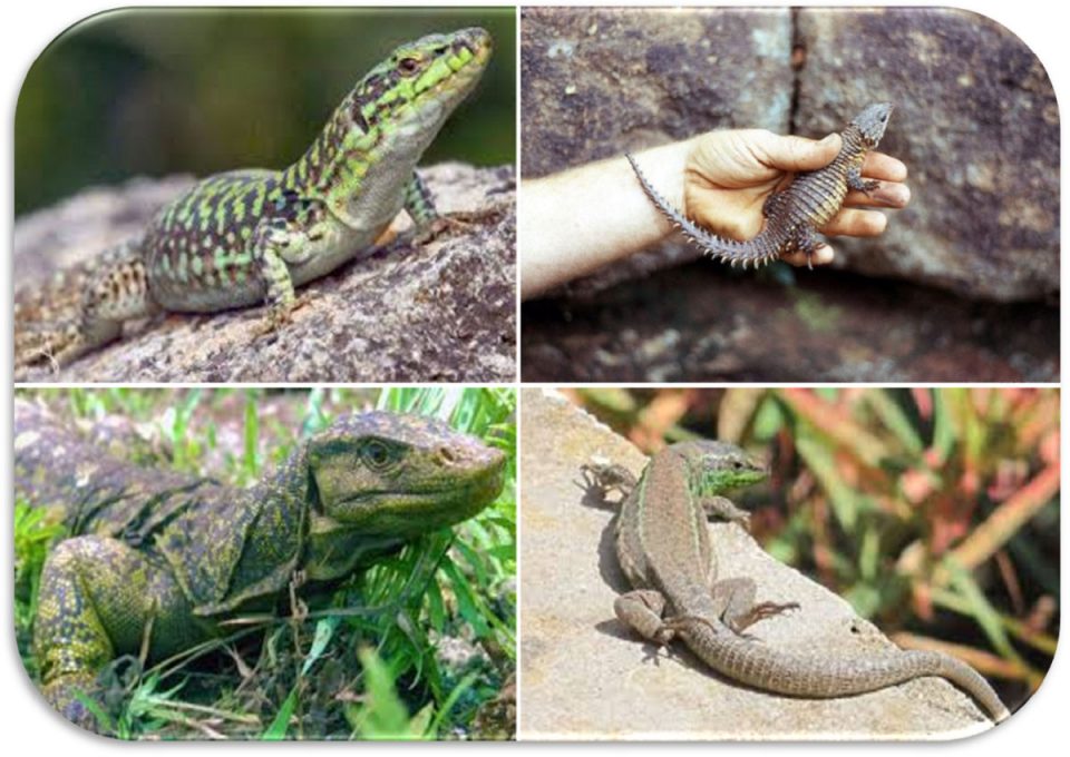 LE VARIE SPECIE DI LUCERTOLA | Il Mondo degli Animali