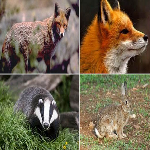 GLI ANIMALI DELLA COLLINA | Il Mondo degli Animali