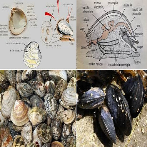 L’ANATOMIA DEI BIVALVI | Il Mondo degli Animali