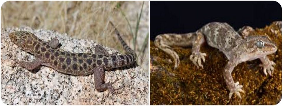 LE VARIE SPECIE DI LUCERTOLA | Il Mondo degli Animali