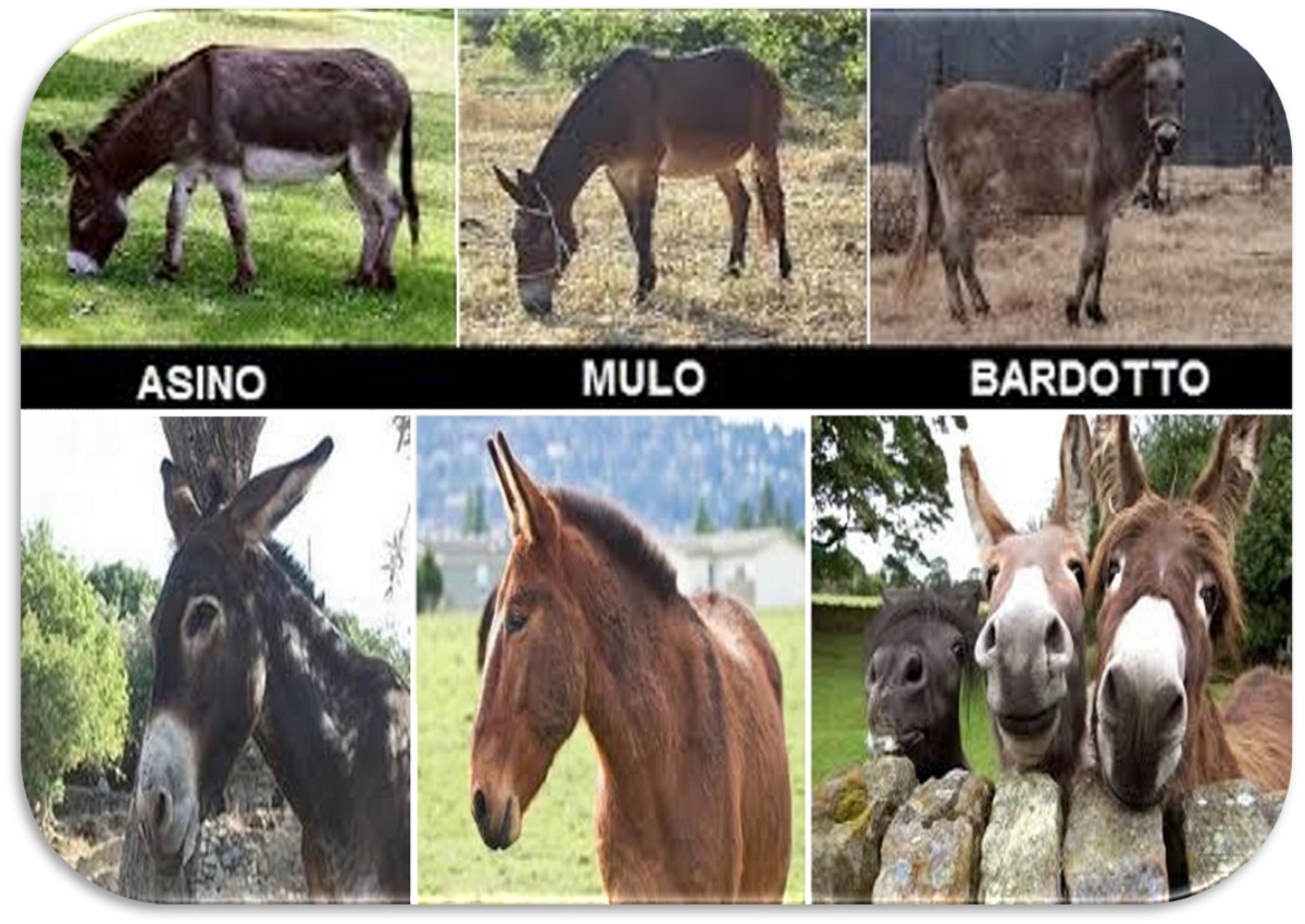 LA DIFFERENZA TRA MULO – ASINO E IL BARDOTTO | Il Mondo degli Animali