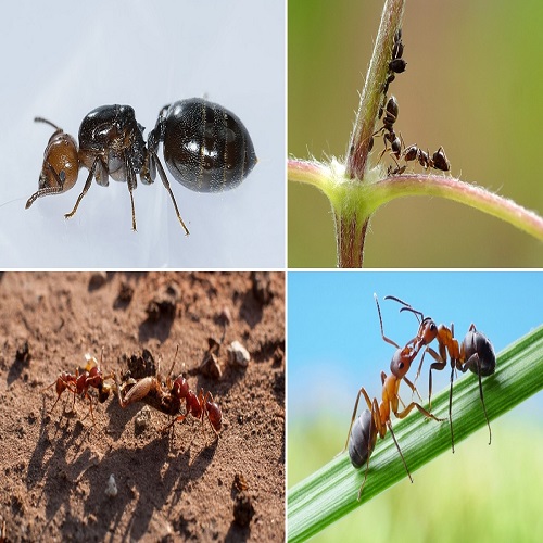 LE CARATTERISTICHE DELLE FORMICHE | Il Mondo degli Animali